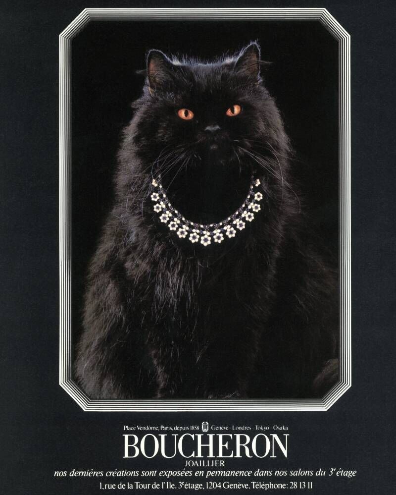 Les Ambassadeurs - Le chat Wladimir de Boucheron : icône féline et chef ...